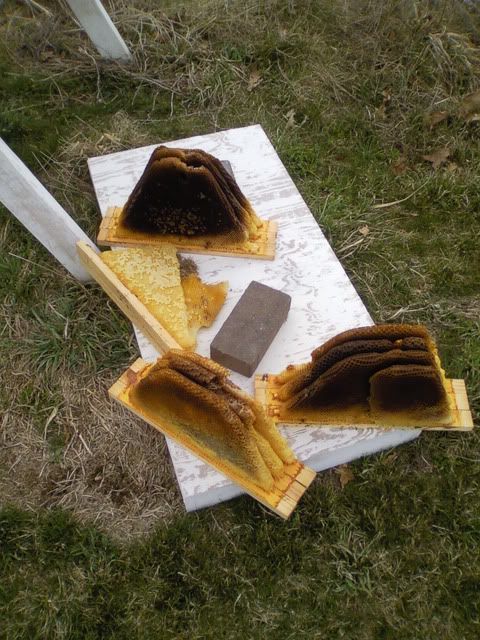 Some Random Photos | Beesource Beekeeping Forums